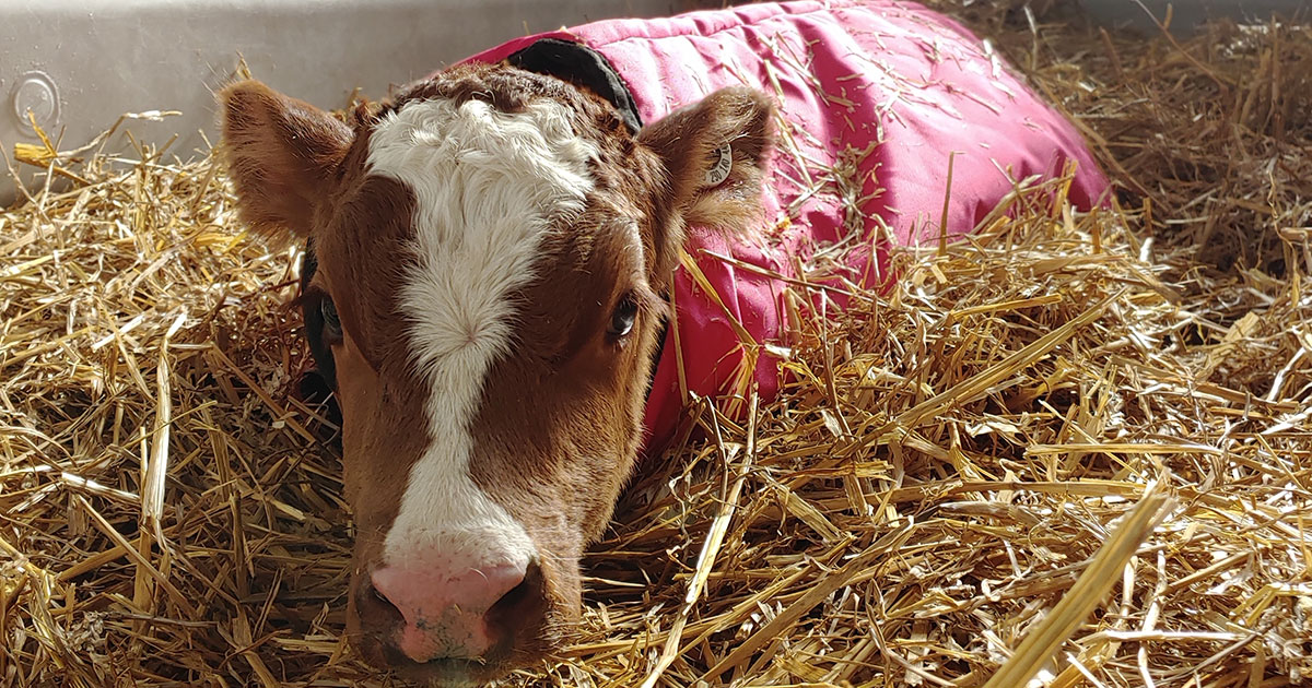 Caring for farm animals during an Illinois winter | Illinois Farm Families